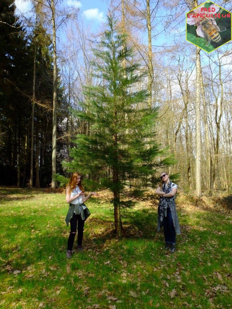 sequoia-parc-mary-rond-chene-esneux-11 - FRED L'APICULTEUR ...