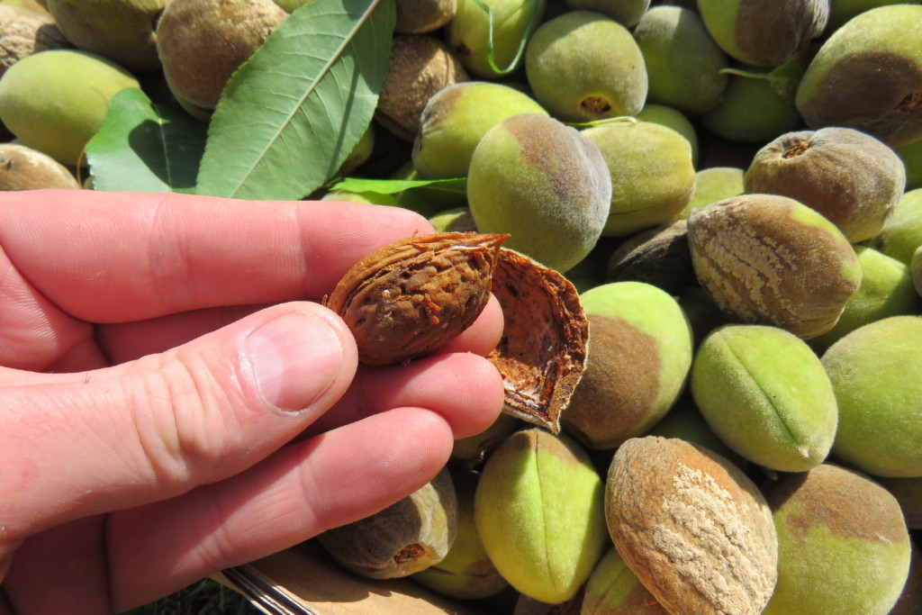 Premières amandes "maison"! - FRED L'APICULTEUR - Exometeofraiture