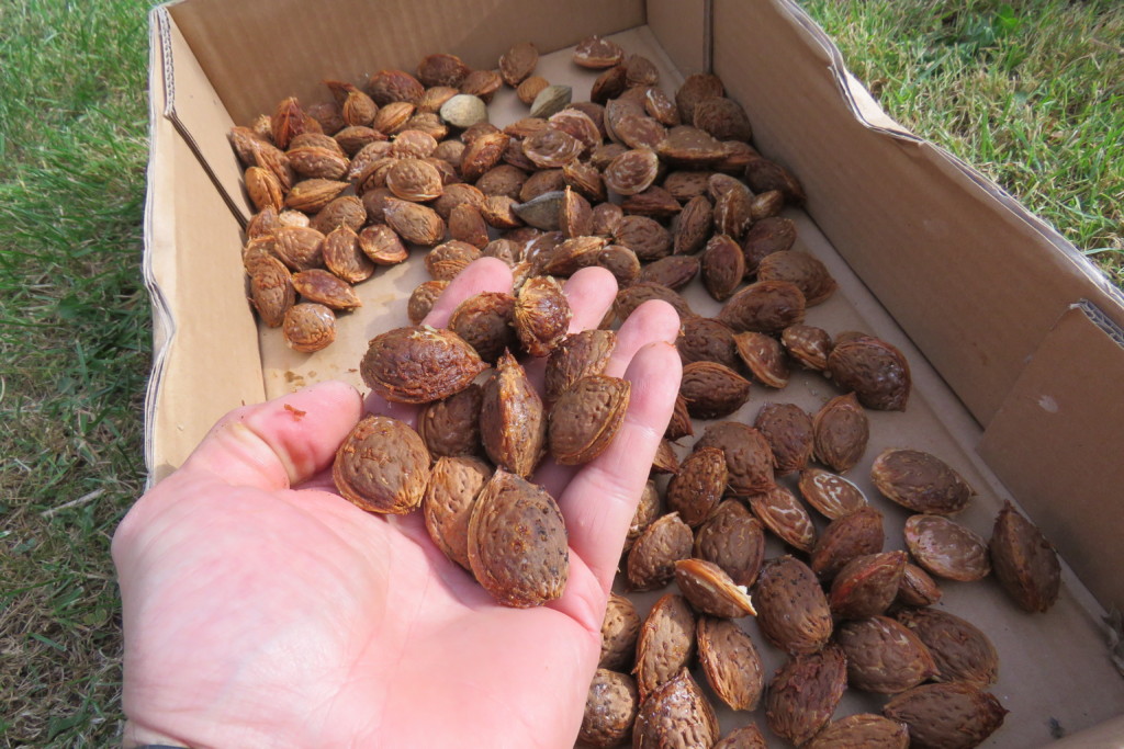 Premières amandes "maison"! - FRED L'APICULTEUR - Exometeofraiture