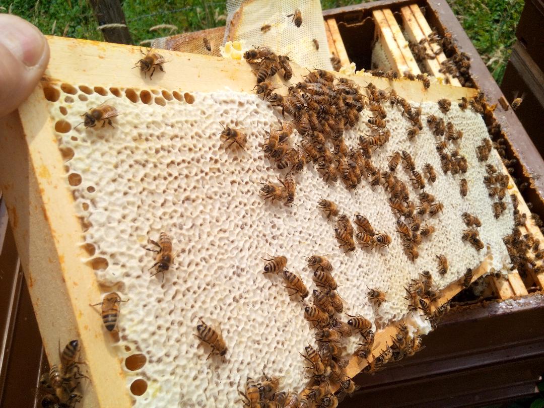 Récolte du miel de tilleul (suite) - FRED L'APICULTEUR - Exometeofraiture