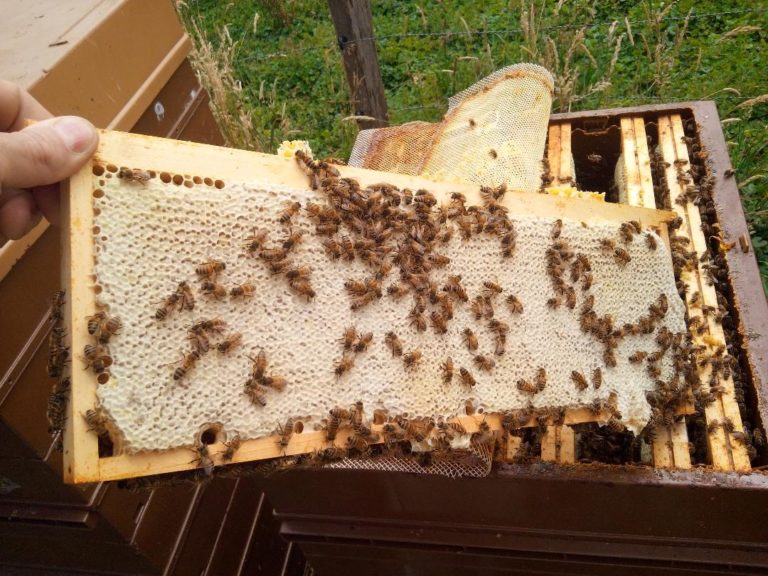 Récolte du miel de tilleul (suite) - FRED L'APICULTEUR - Exometeofraiture